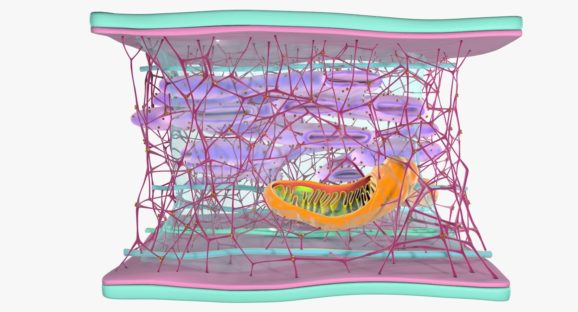 3D Cytoskeleton Structure Cell - TurboSquid 1295229