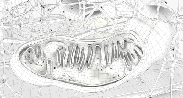 modelo 3d Citoesqueleto - TurboSquid 1295229