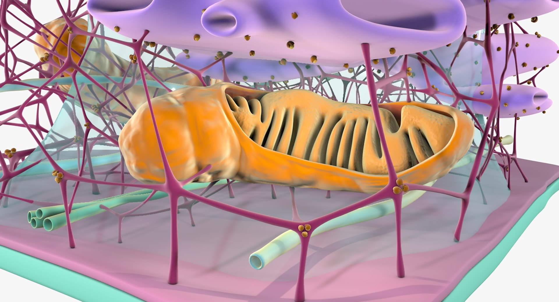 3D cytoskeleton structure cell - TurboSquid 1295229