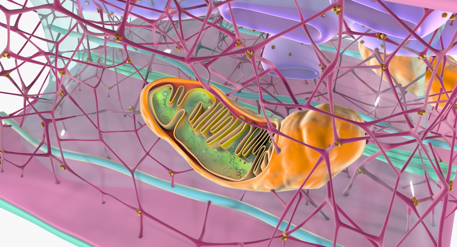 3D cytoskeleton structure cell - TurboSquid 1295229
