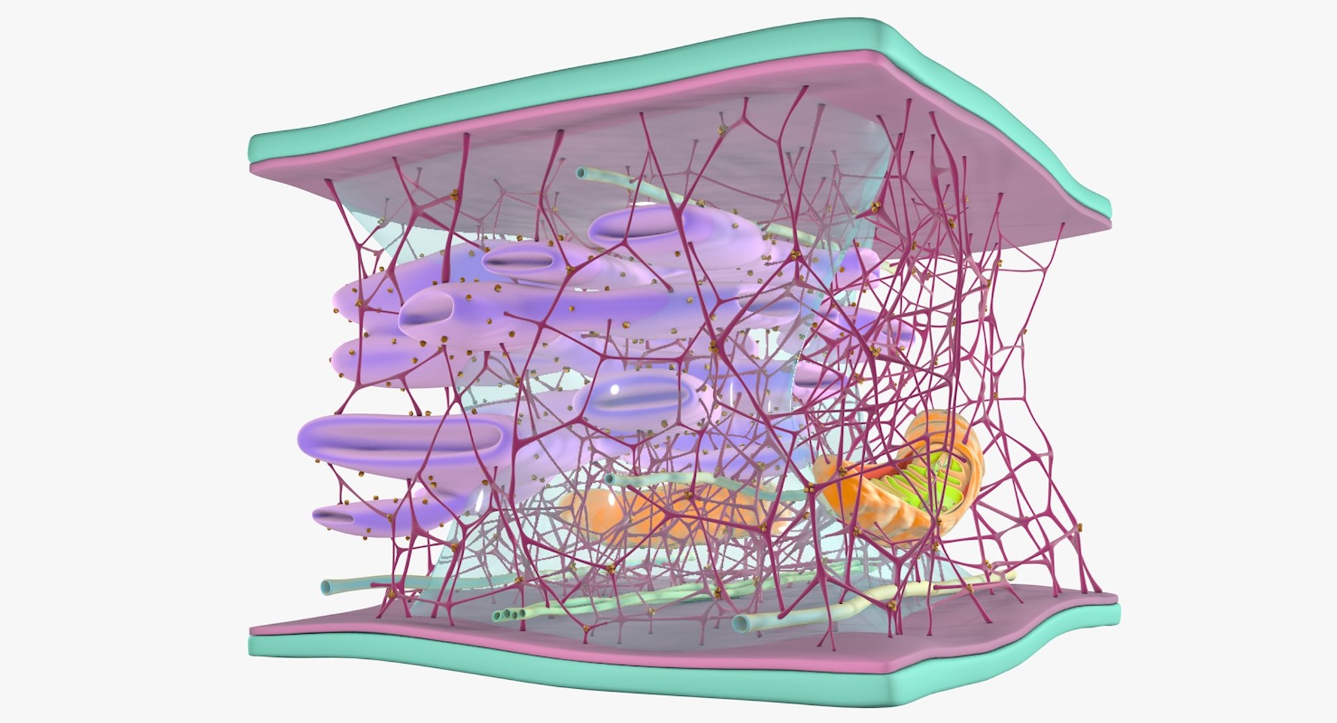 3D Cytoskeleton Structure Cell - TurboSquid 1295229