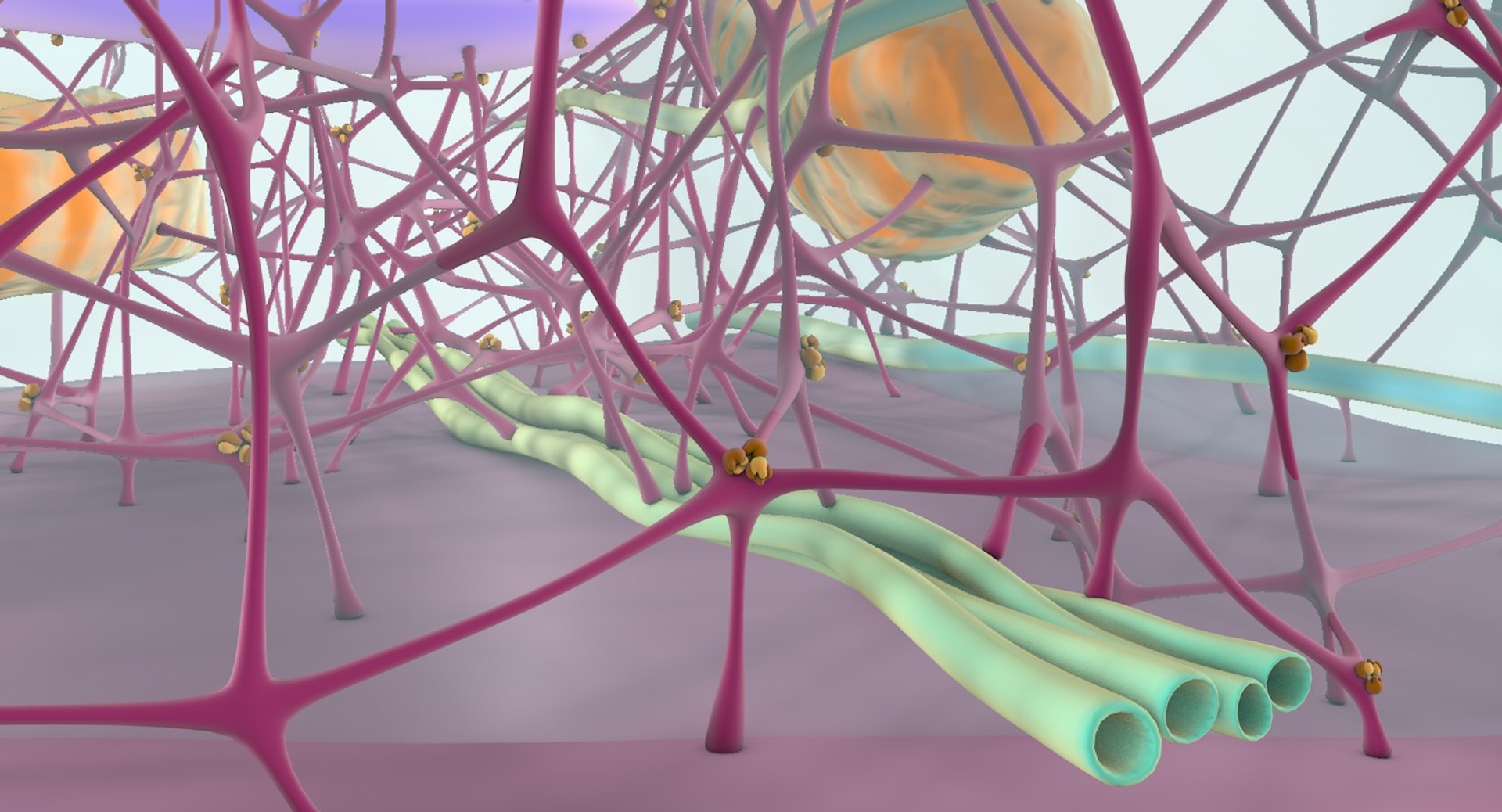 3D cytoskeleton structure cell - TurboSquid 1295229