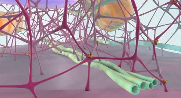 modelo 3d Citoesqueleto - TurboSquid 1295229