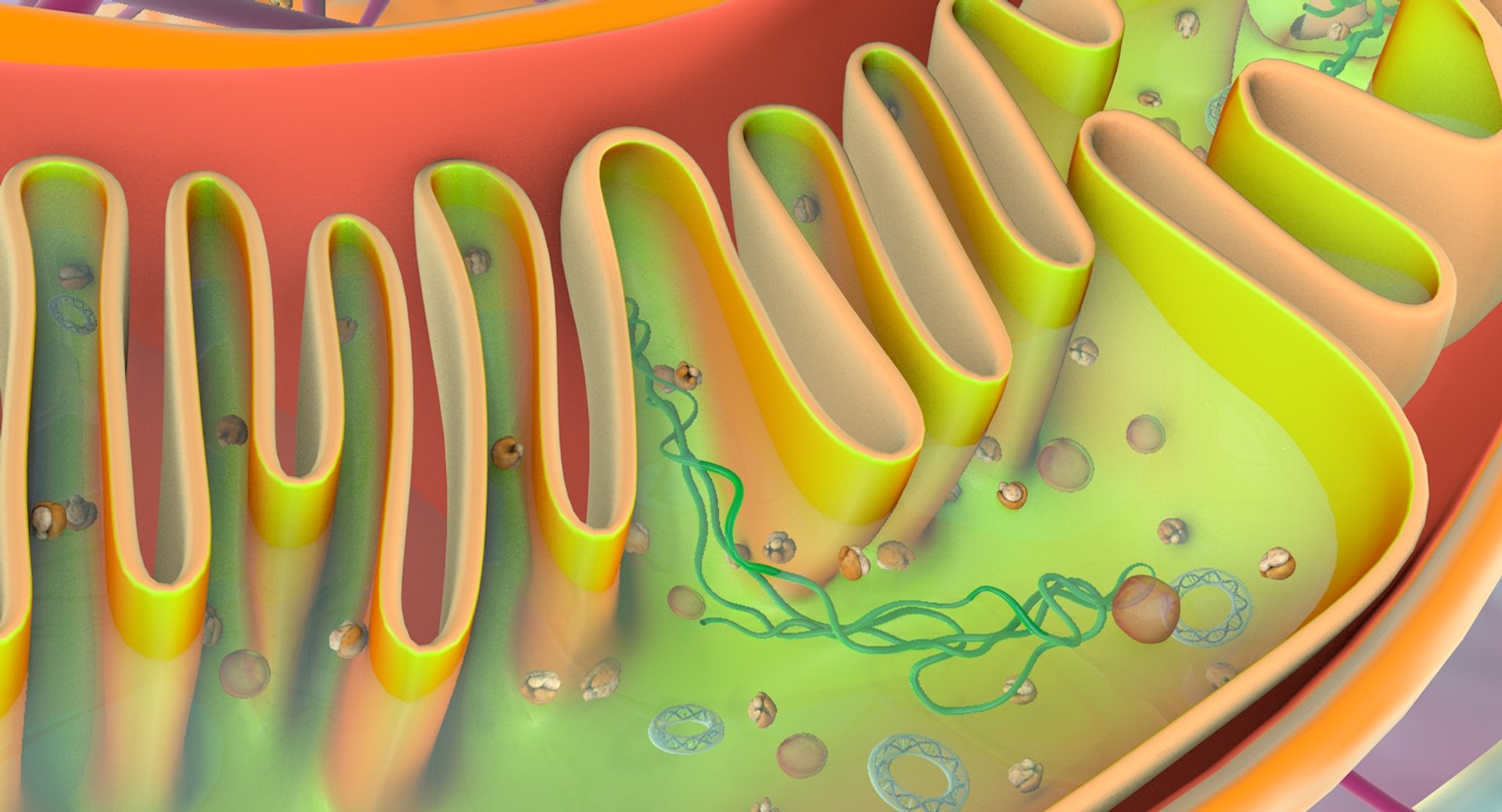 3D cytoskeleton structure cell - TurboSquid 1295229