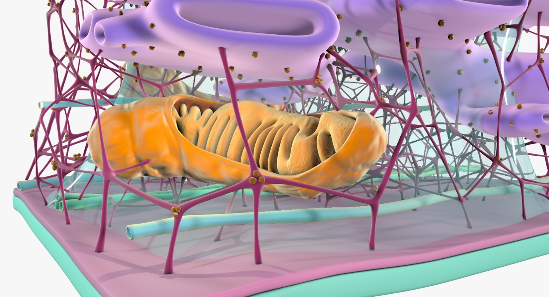 3D cytoskeleton structure cell - TurboSquid 1295229