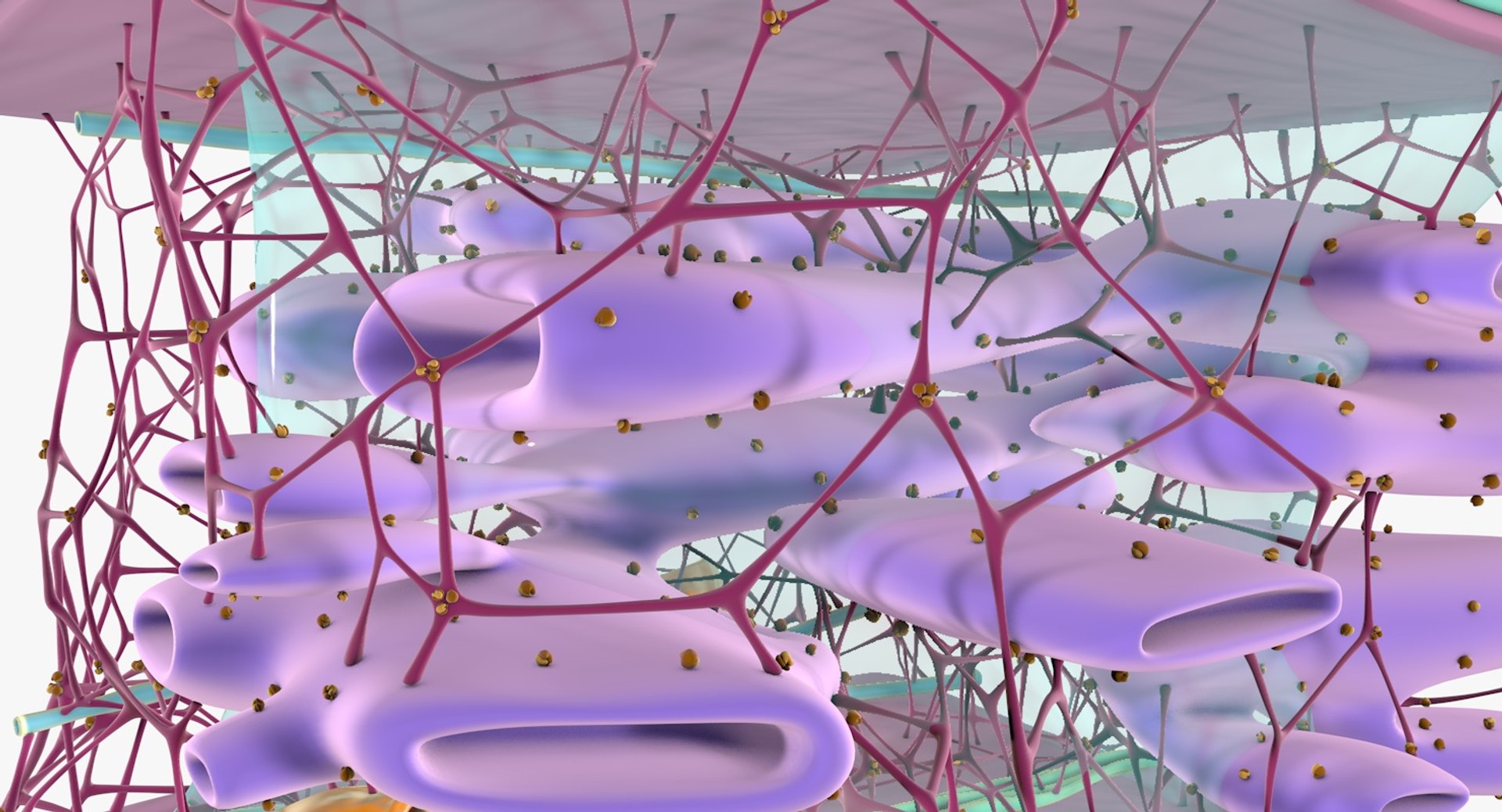 3D cytoskeleton structure cell - TurboSquid 1295229