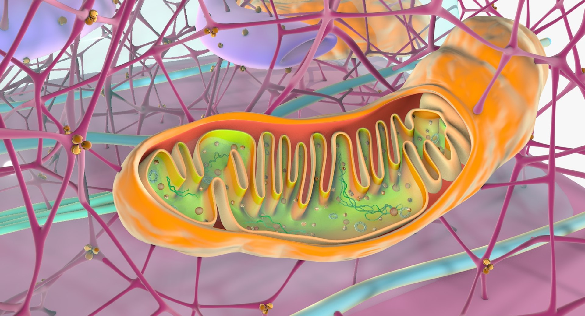 3D cytoskeleton structure cell - TurboSquid 1295229