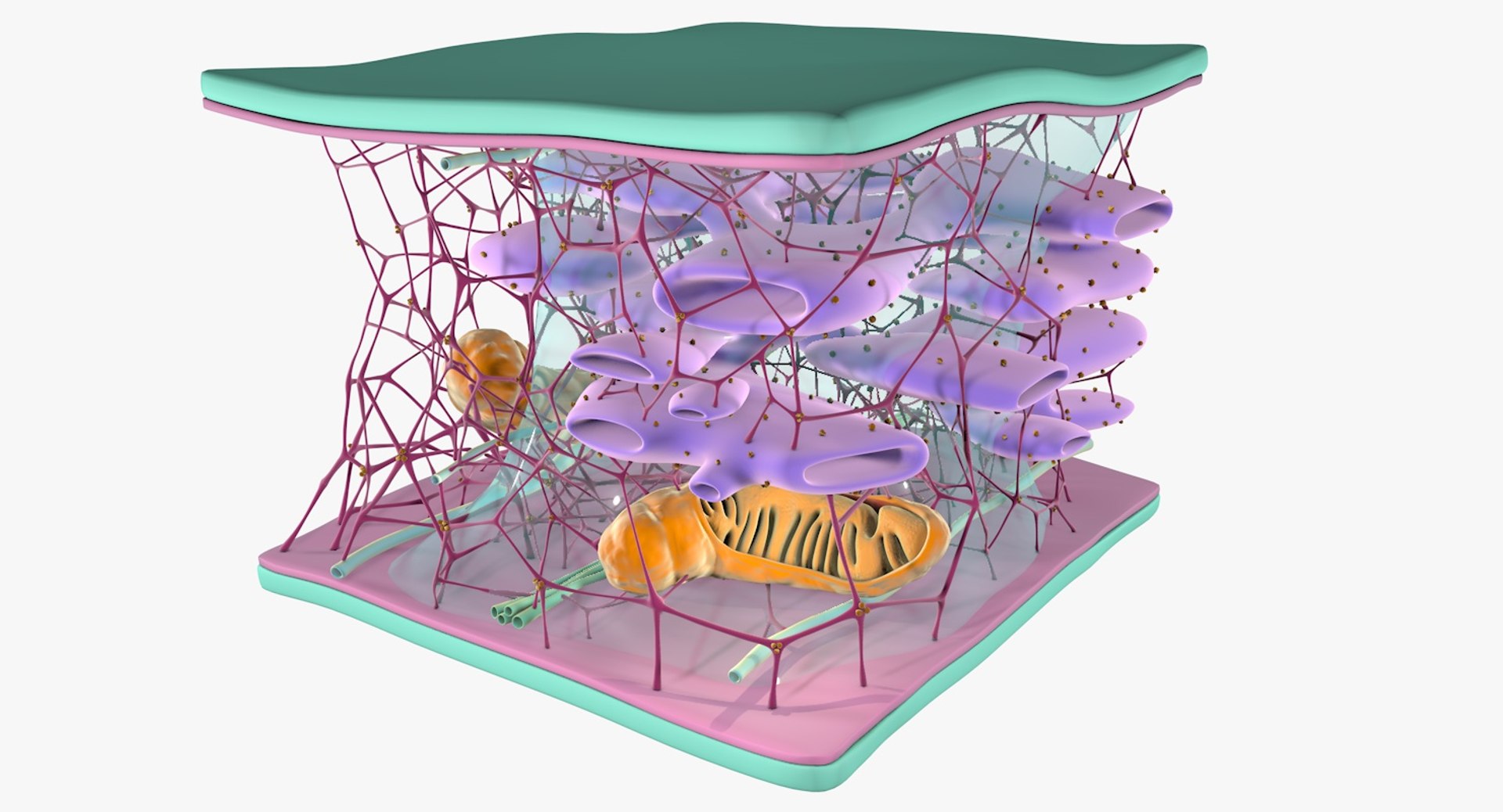 3D Cytoskeleton Structure Cell - TurboSquid 1295229