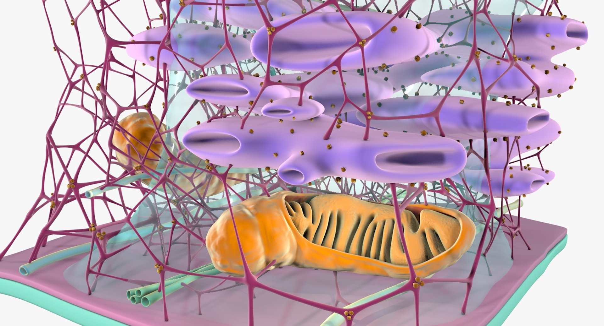 3D Cytoskeleton Structure Cell - TurboSquid 1295229