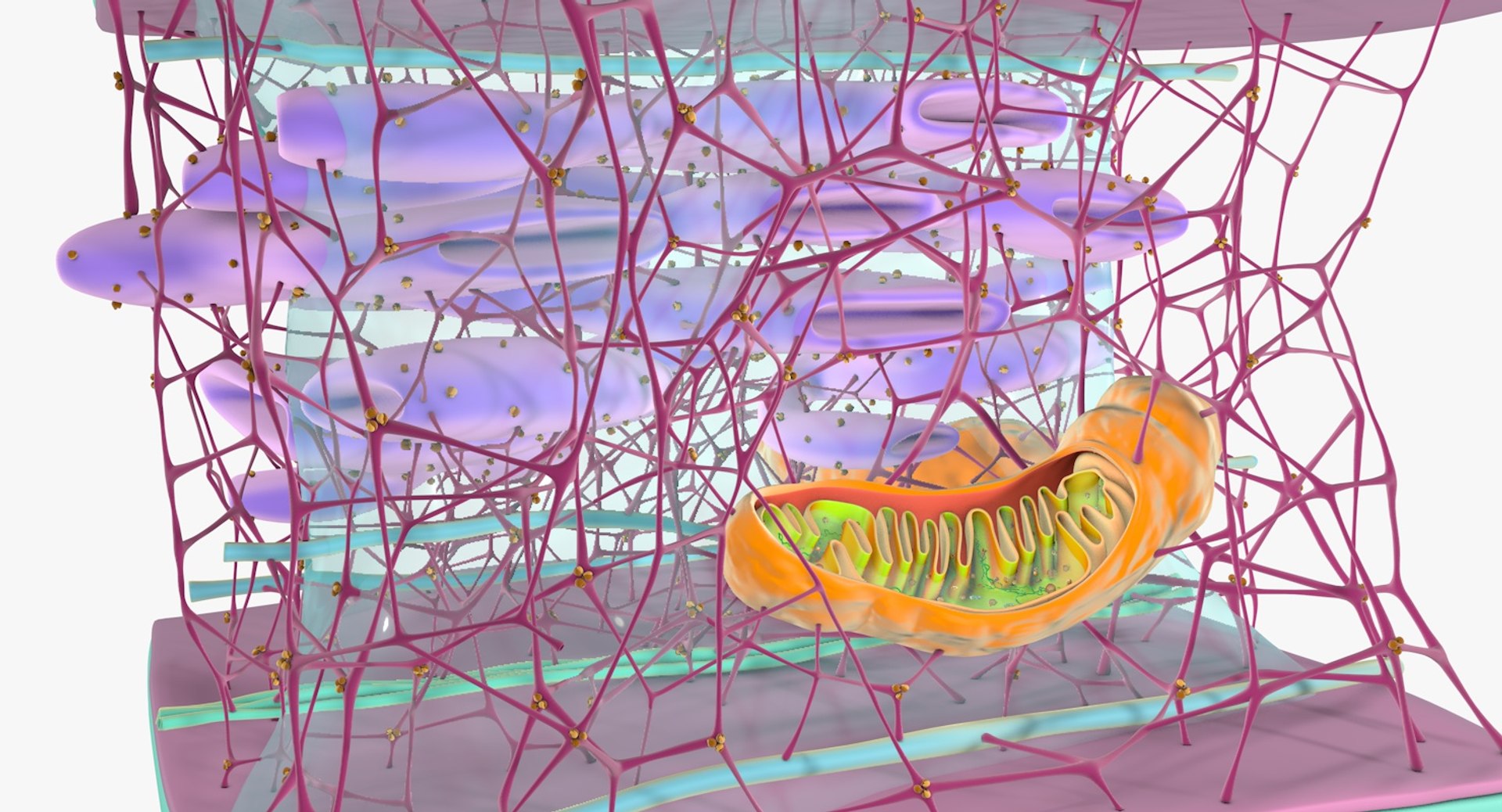 3D Cytoskeleton Structure Cell - TurboSquid 1295229