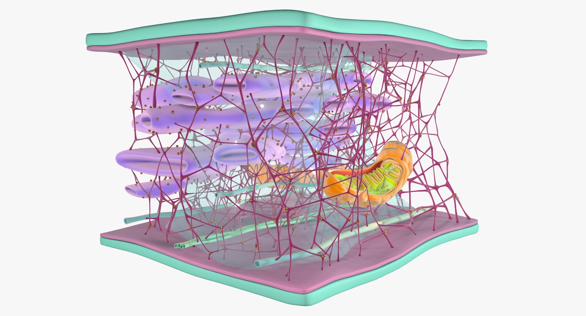 3D Cytoskeleton Structure Cell - TurboSquid 1295229