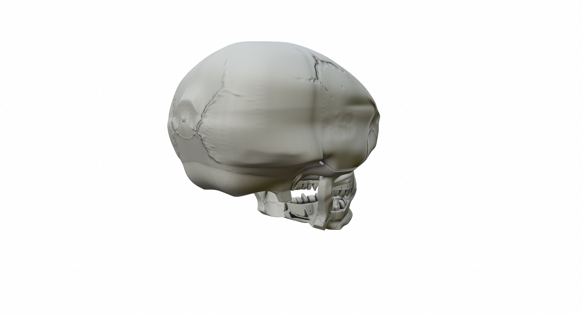 3d Skull Teeth Model