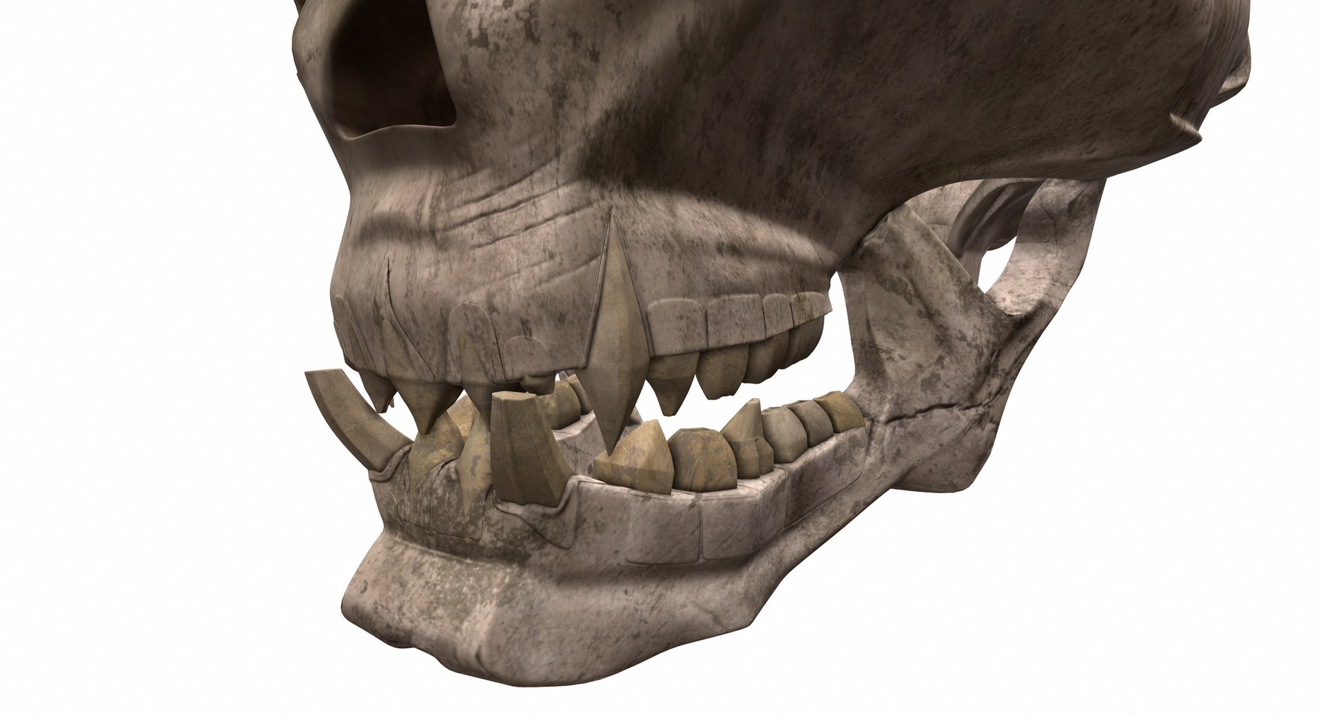 3d Skull Teeth Model