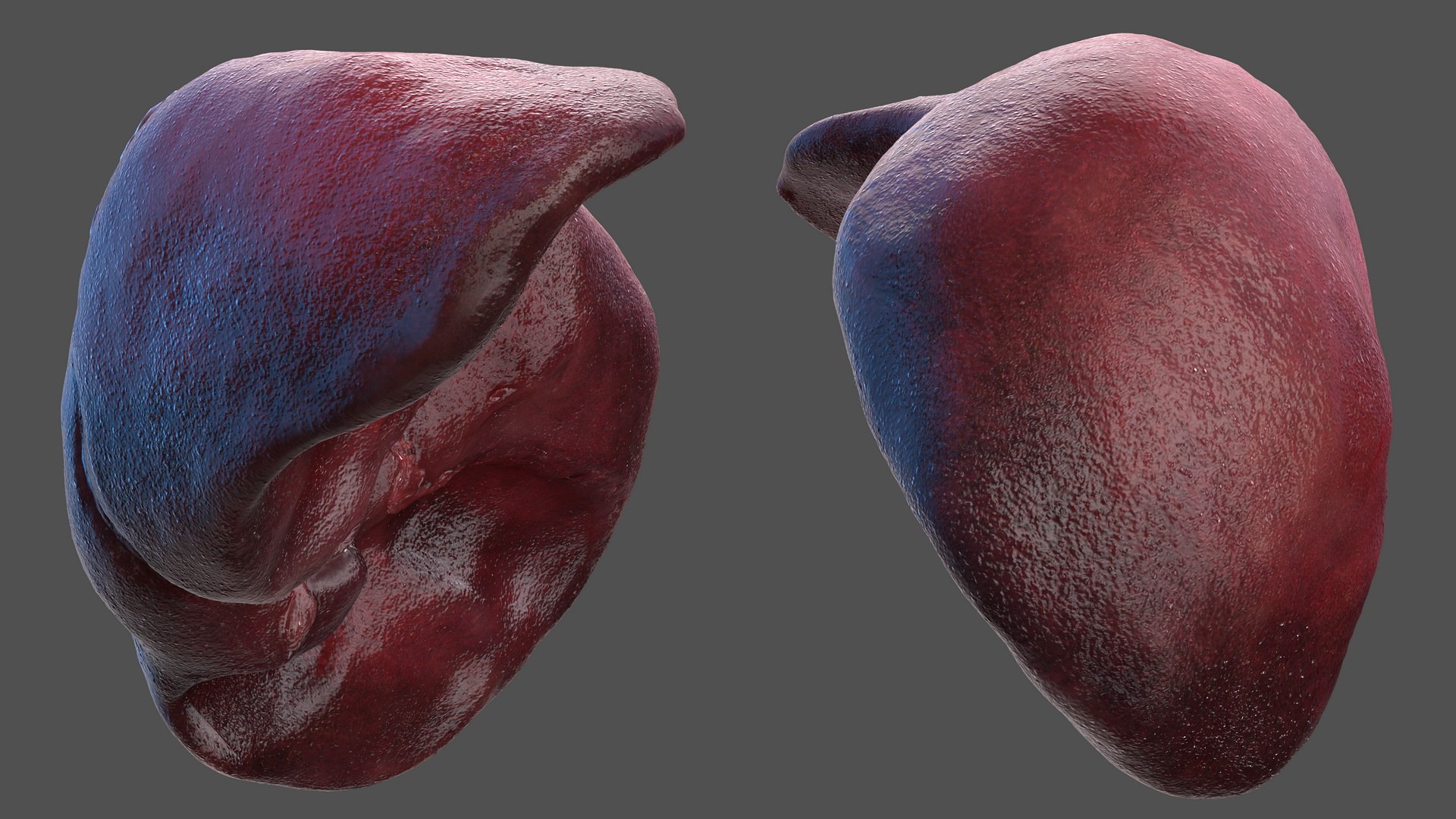 Human Liver 3D - TurboSquid 1459199