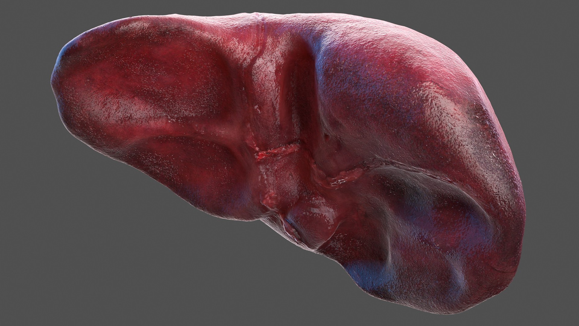 Human Liver 3D - TurboSquid 1459199