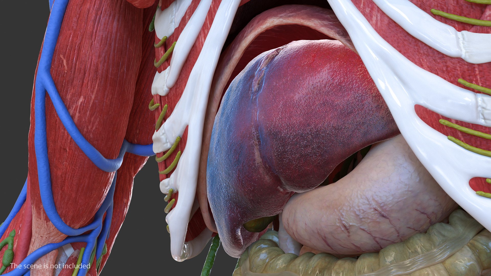 Human Liver 3D - TurboSquid 1459199