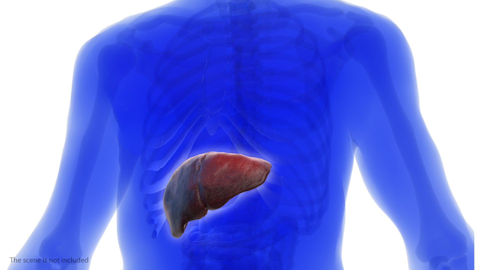 Human liver 3D - TurboSquid 1459199