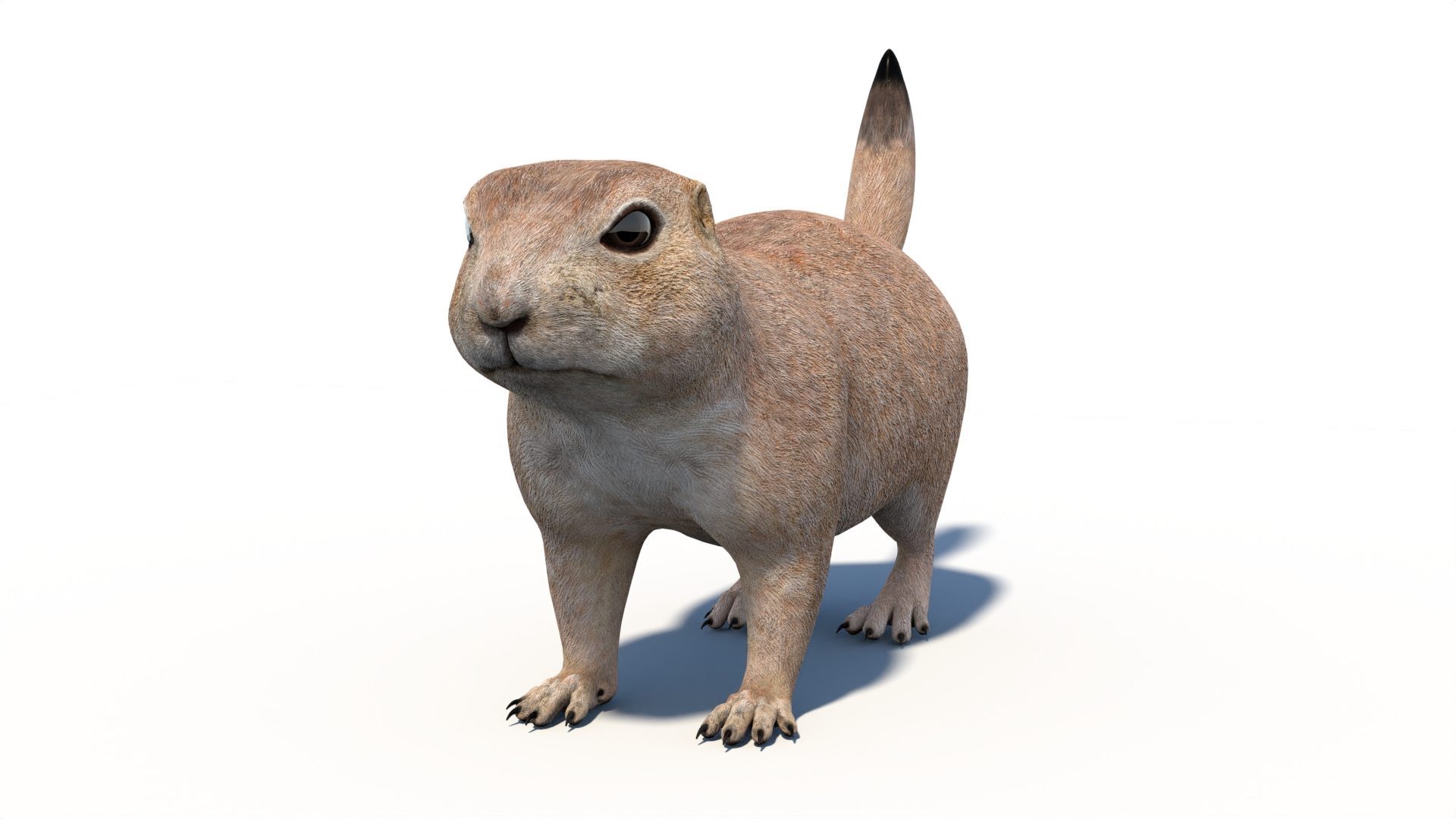 3D Animated Prairie Dog 3D Model - TurboSquid 2276018