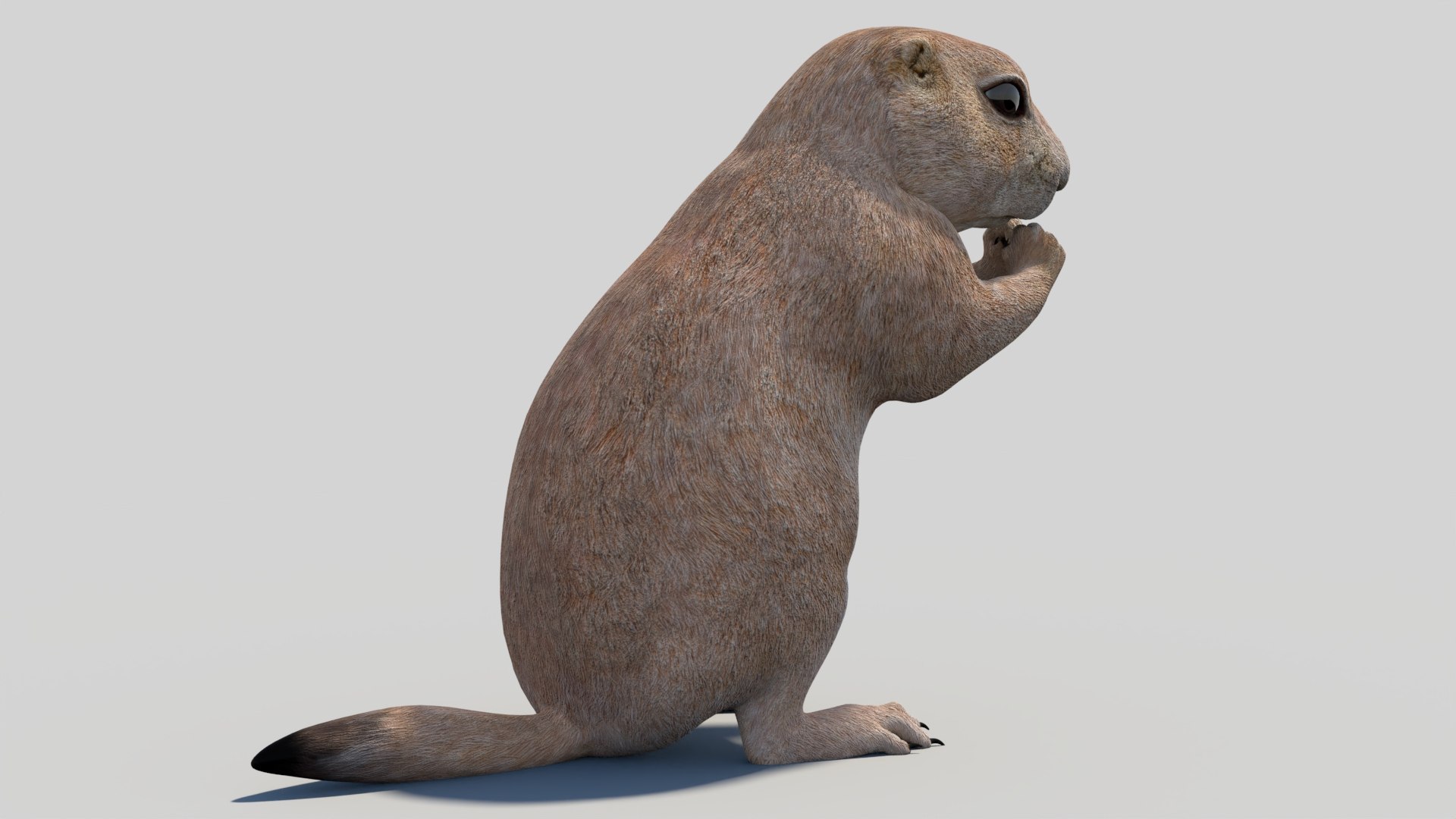 3D Animated Prairie Dog 3D Model - TurboSquid 2276018