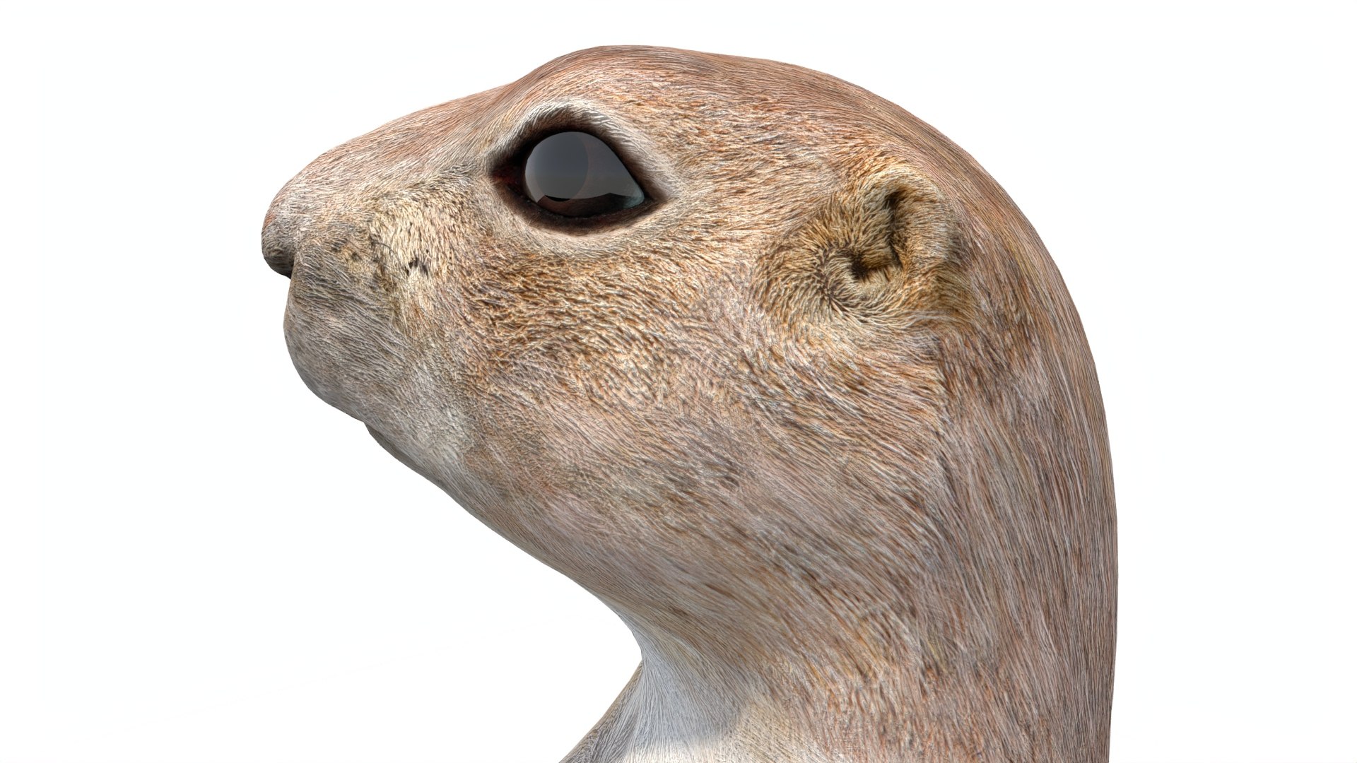 3D Animated Prairie Dog 3D Model - TurboSquid 2276018