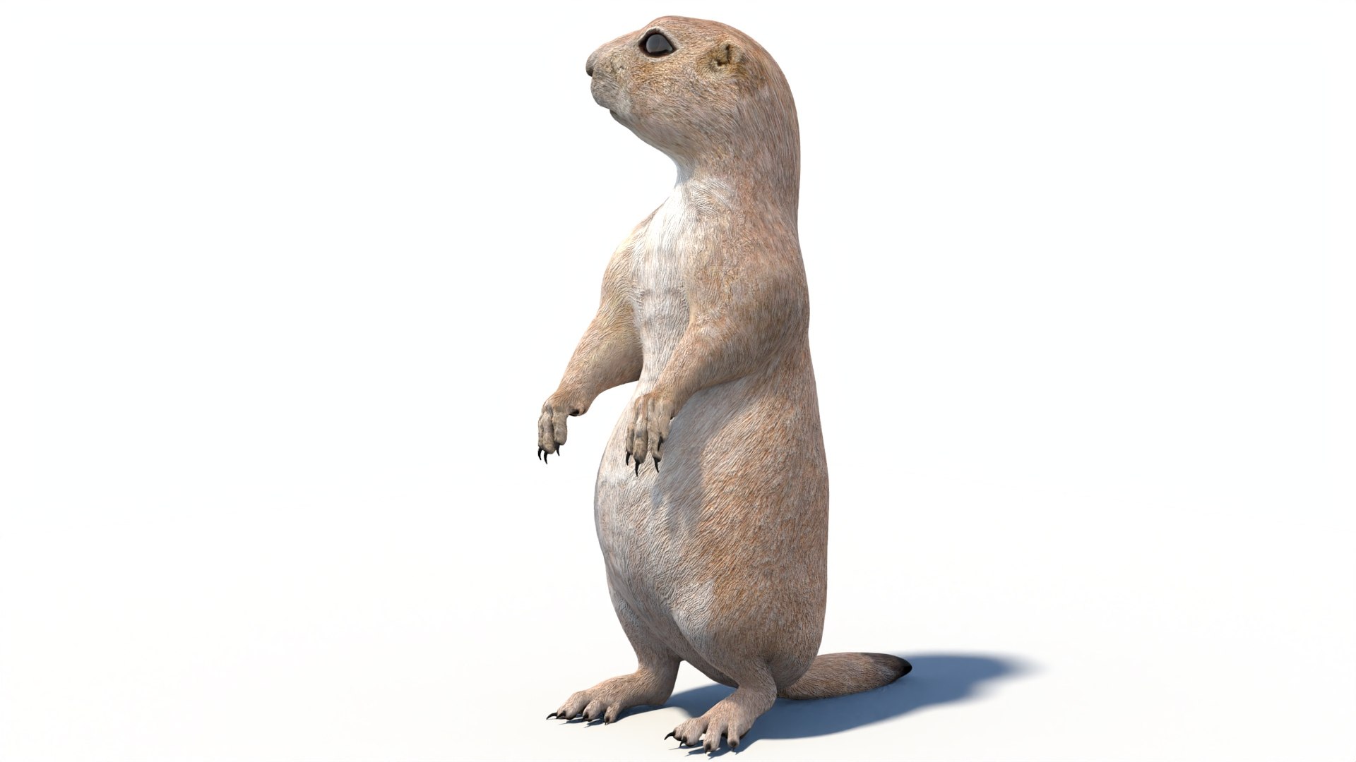3D Animated Prairie Dog 3D Model - TurboSquid 2276018