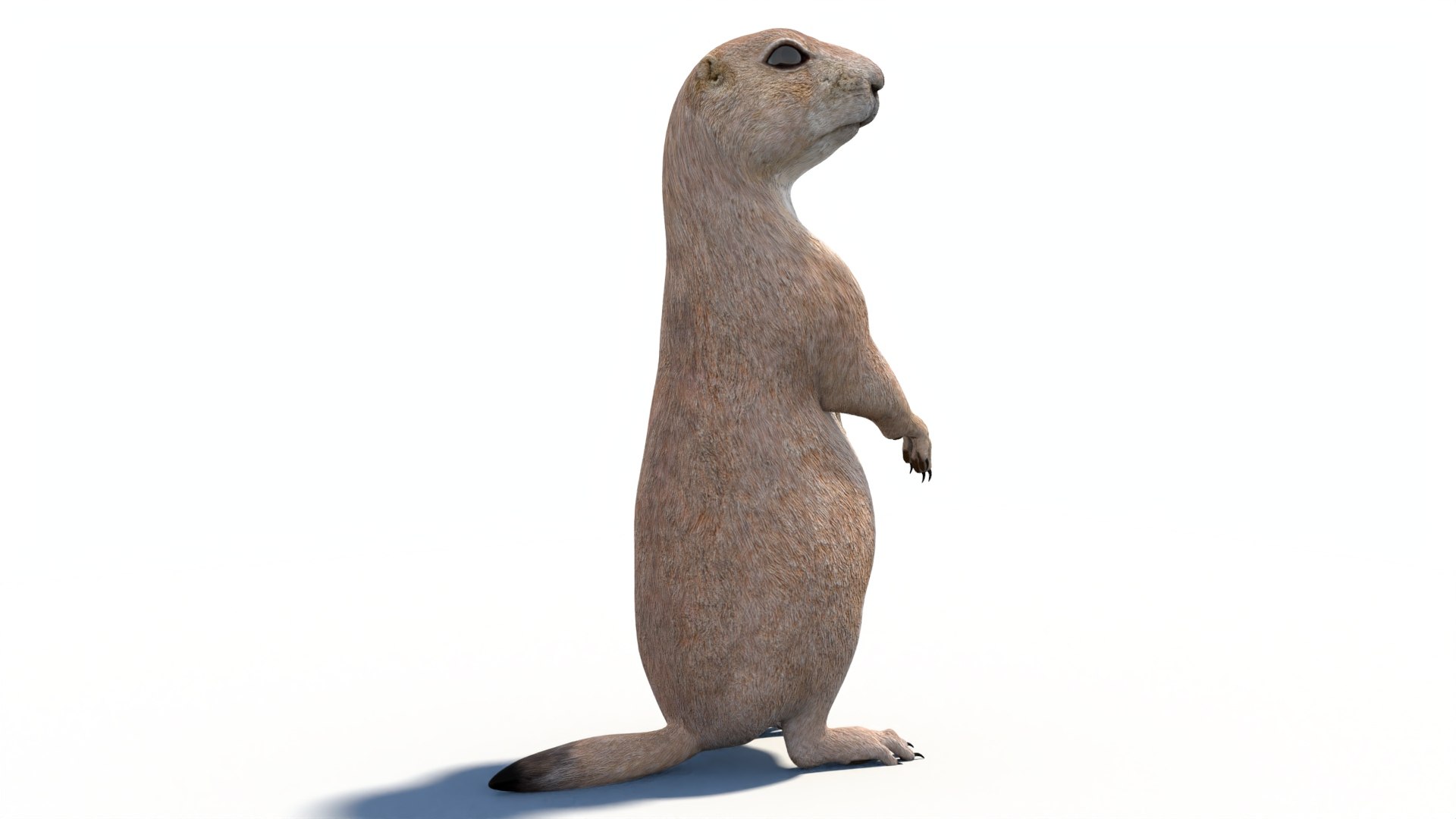 3D Animated Prairie Dog 3D Model - TurboSquid 2276018