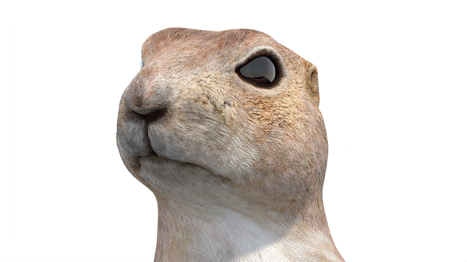 3D Animated Prairie Dog 3D Model - TurboSquid 2276018