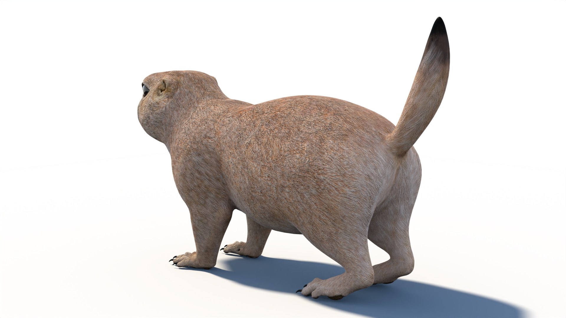 3D Animated Prairie Dog 3D Model - TurboSquid 2276018