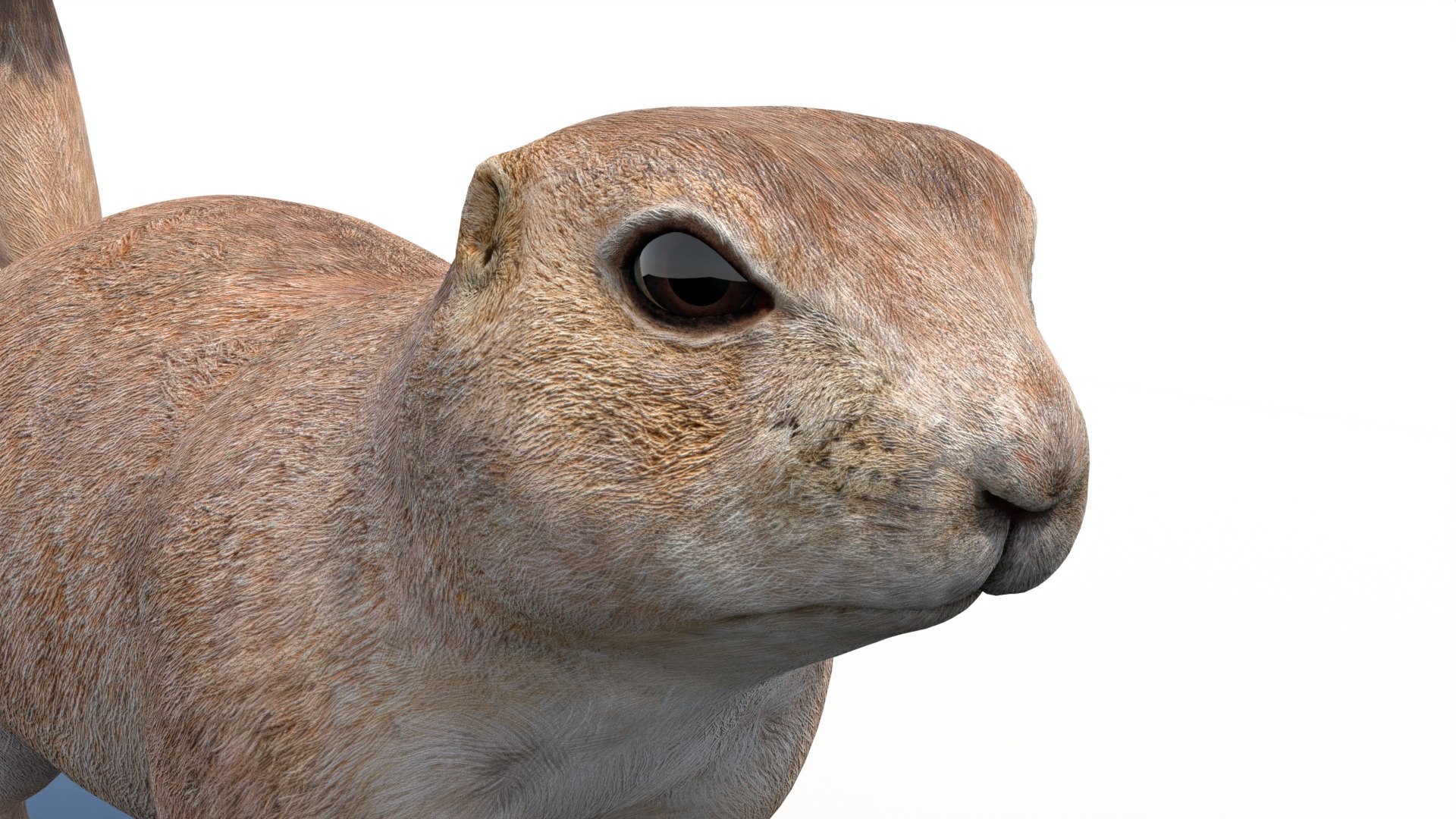 3D Animated Prairie Dog 3D Model - TurboSquid 2276018