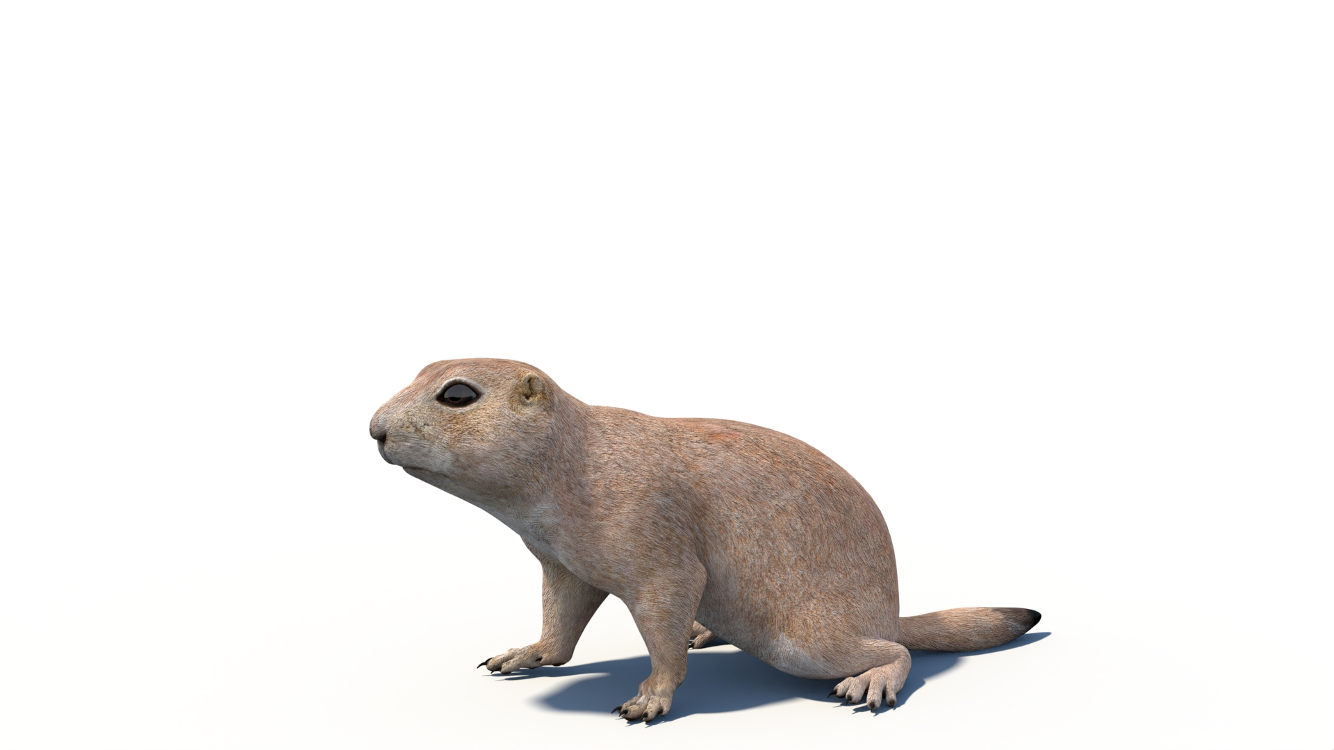 3D Animated Prairie Dog 3D Model - TurboSquid 2276018