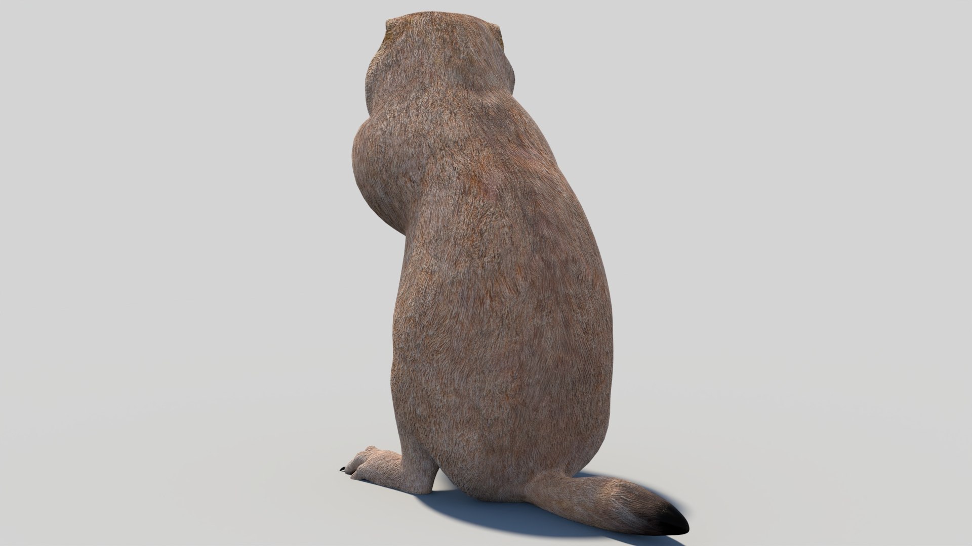 3D Animated Prairie Dog 3D Model - TurboSquid 2276018