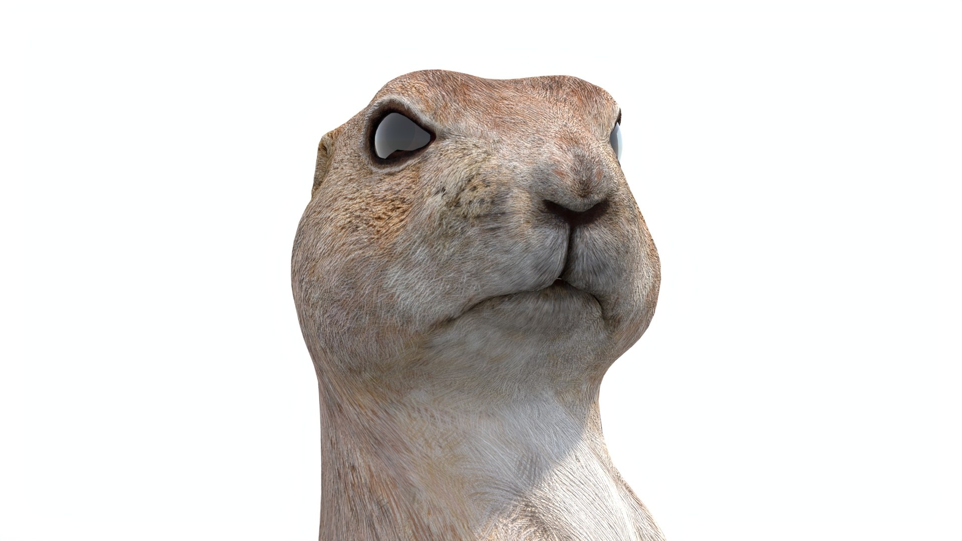 3D Animated Prairie Dog 3D Model - TurboSquid 2276018