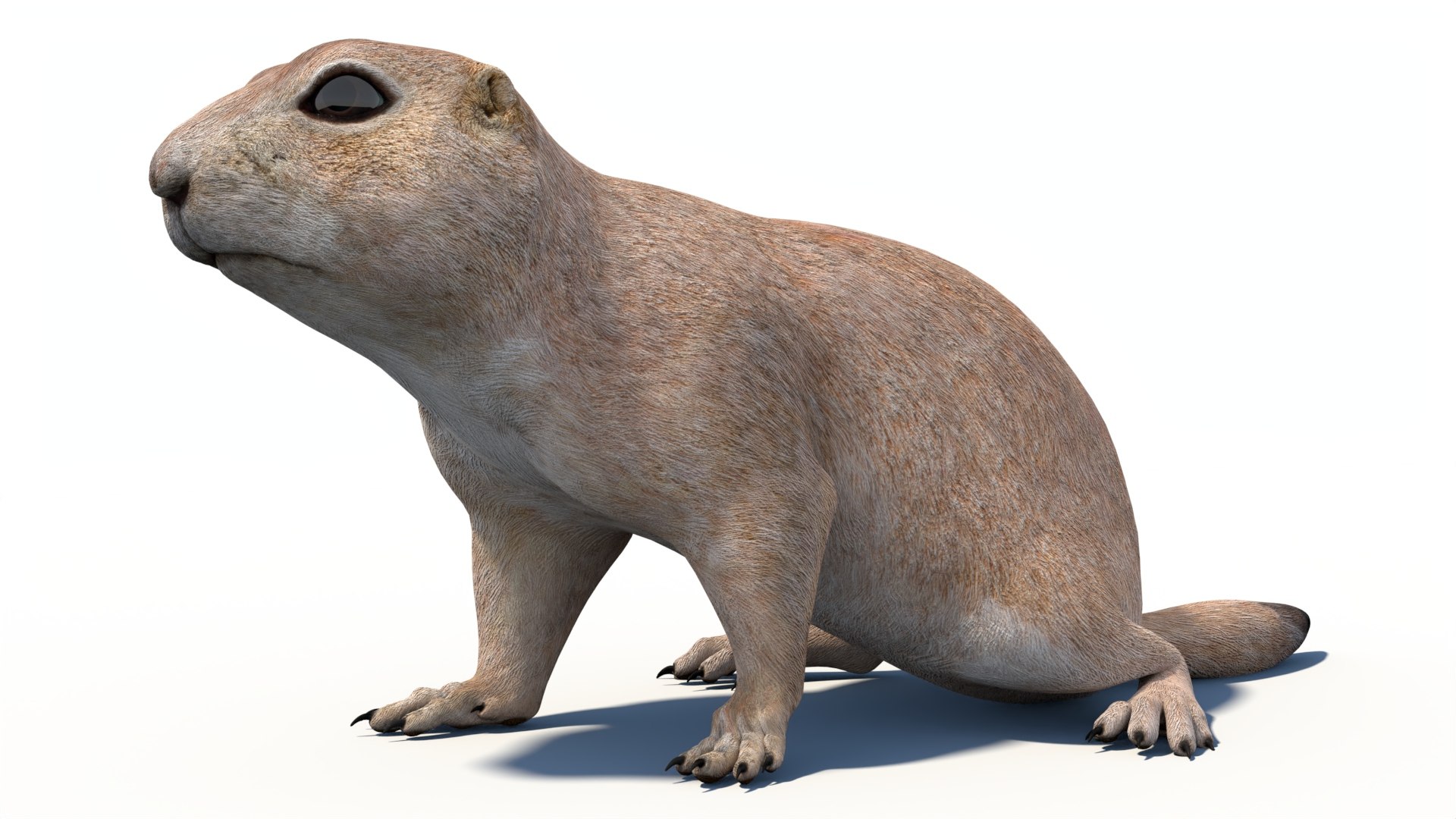 3D Animated Prairie Dog 3D Model - TurboSquid 2276018