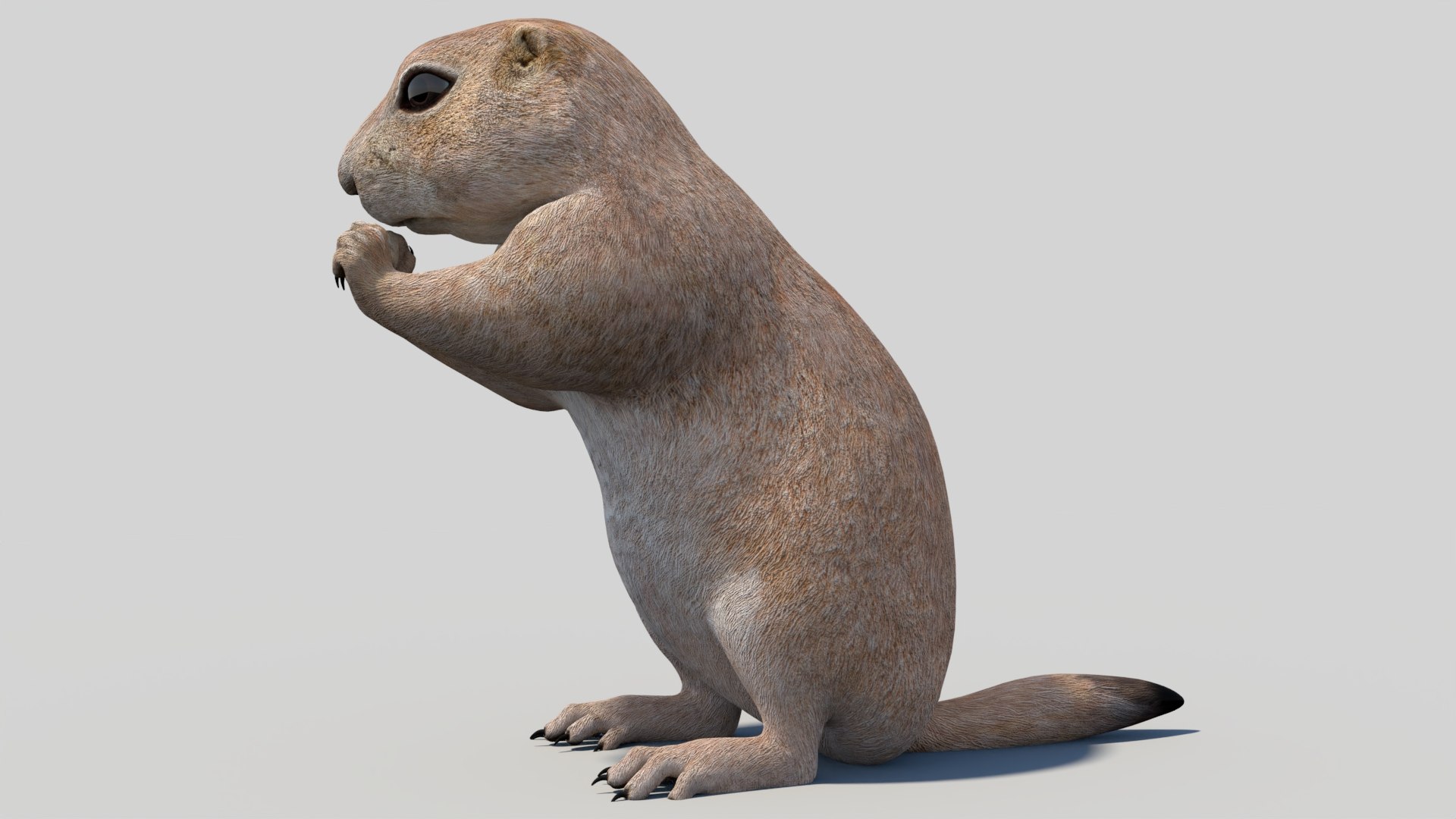 3D Animated Prairie Dog 3D Model - TurboSquid 2276018