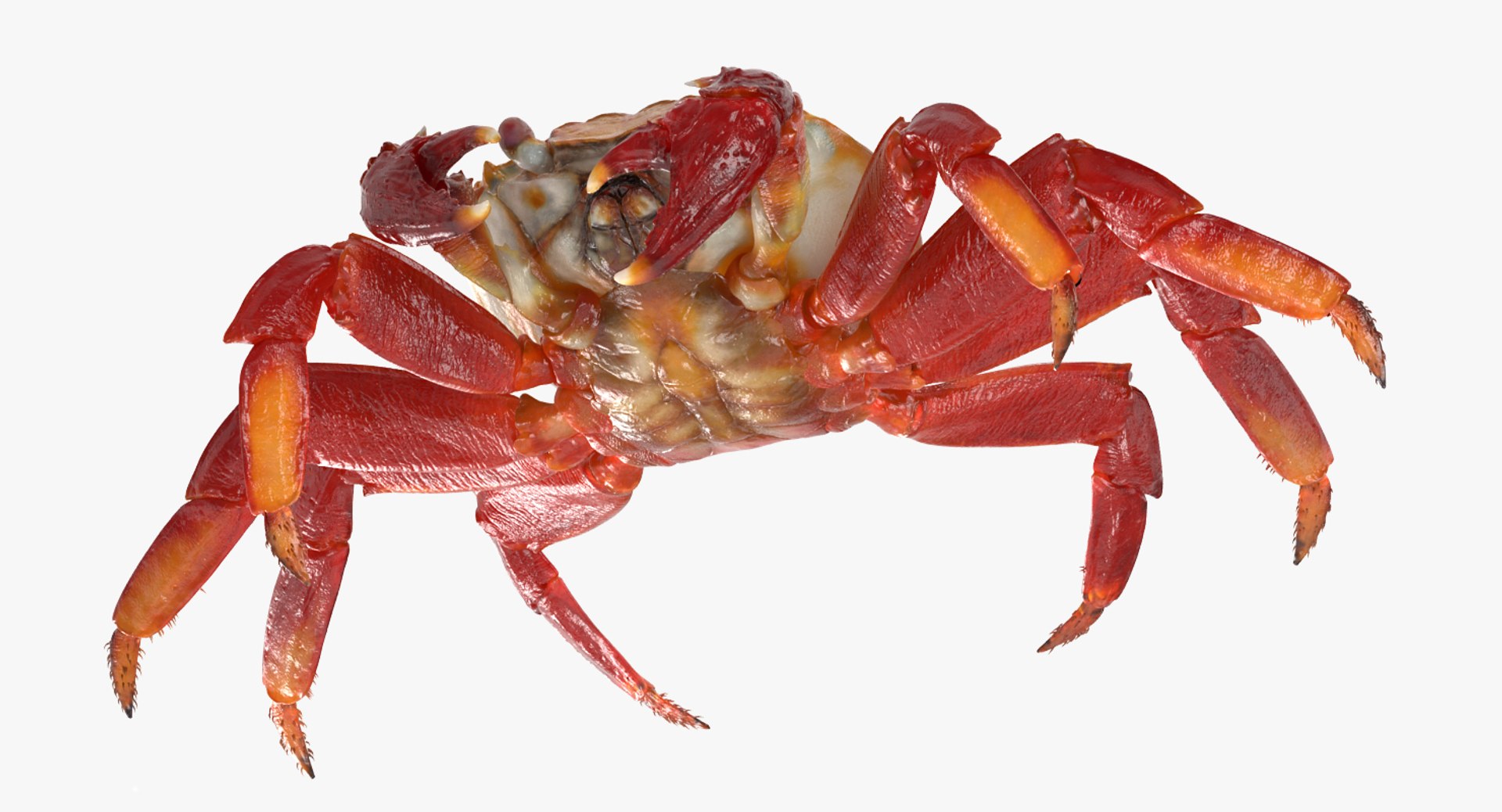 3d grapsus crab