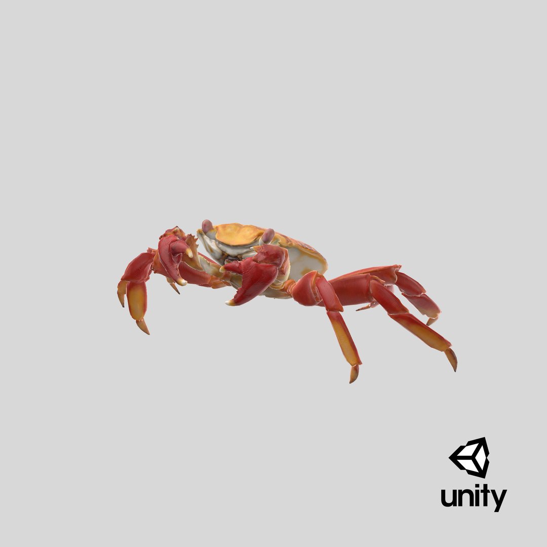 3d grapsus crab