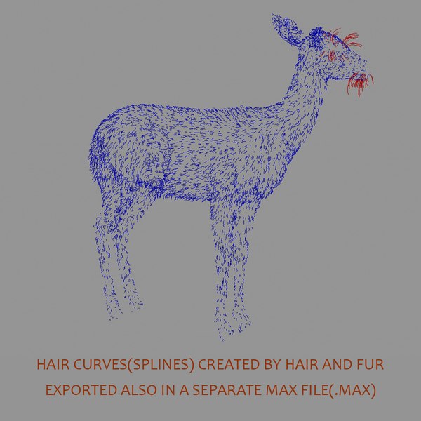 white tailed doe fur max