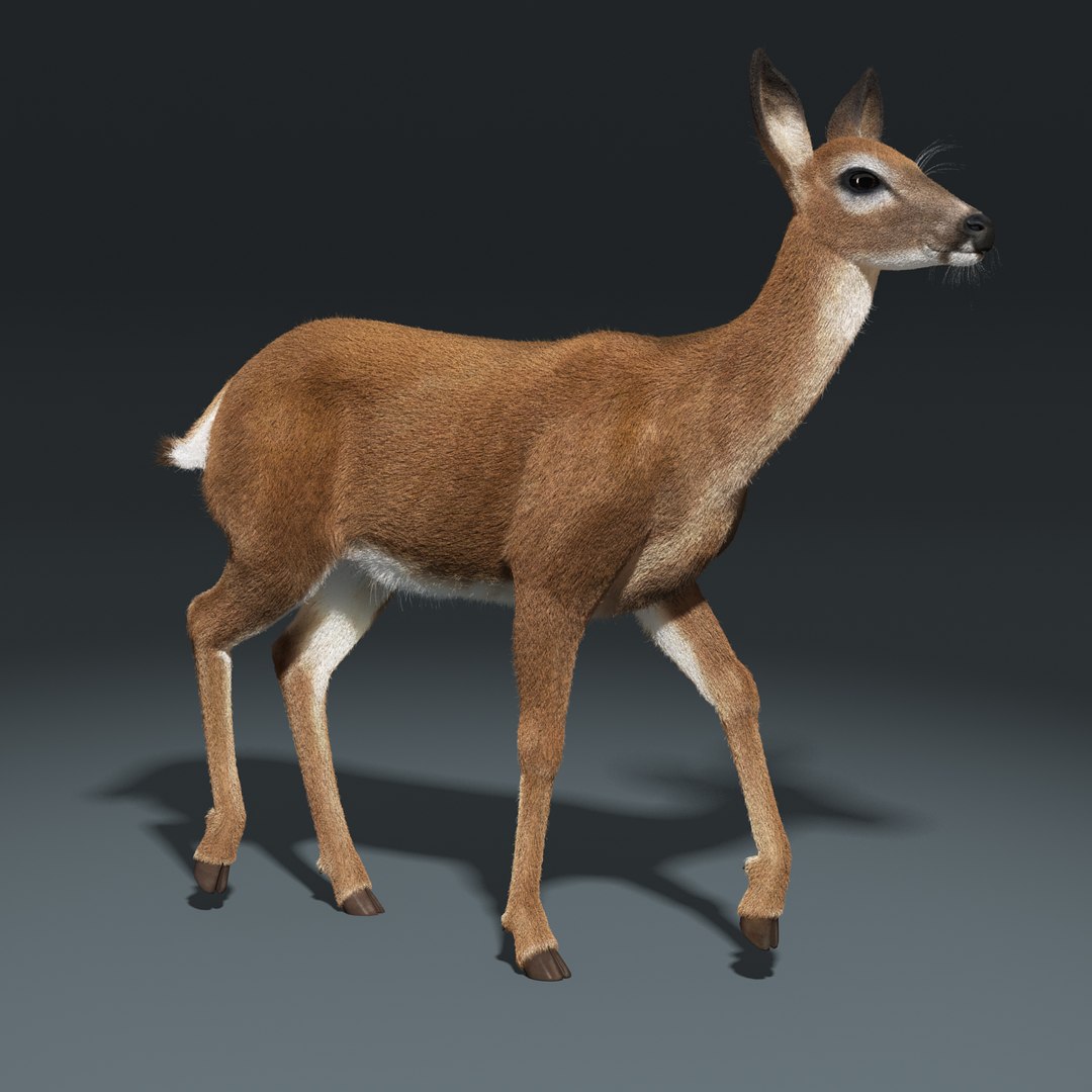 white tailed doe fur max