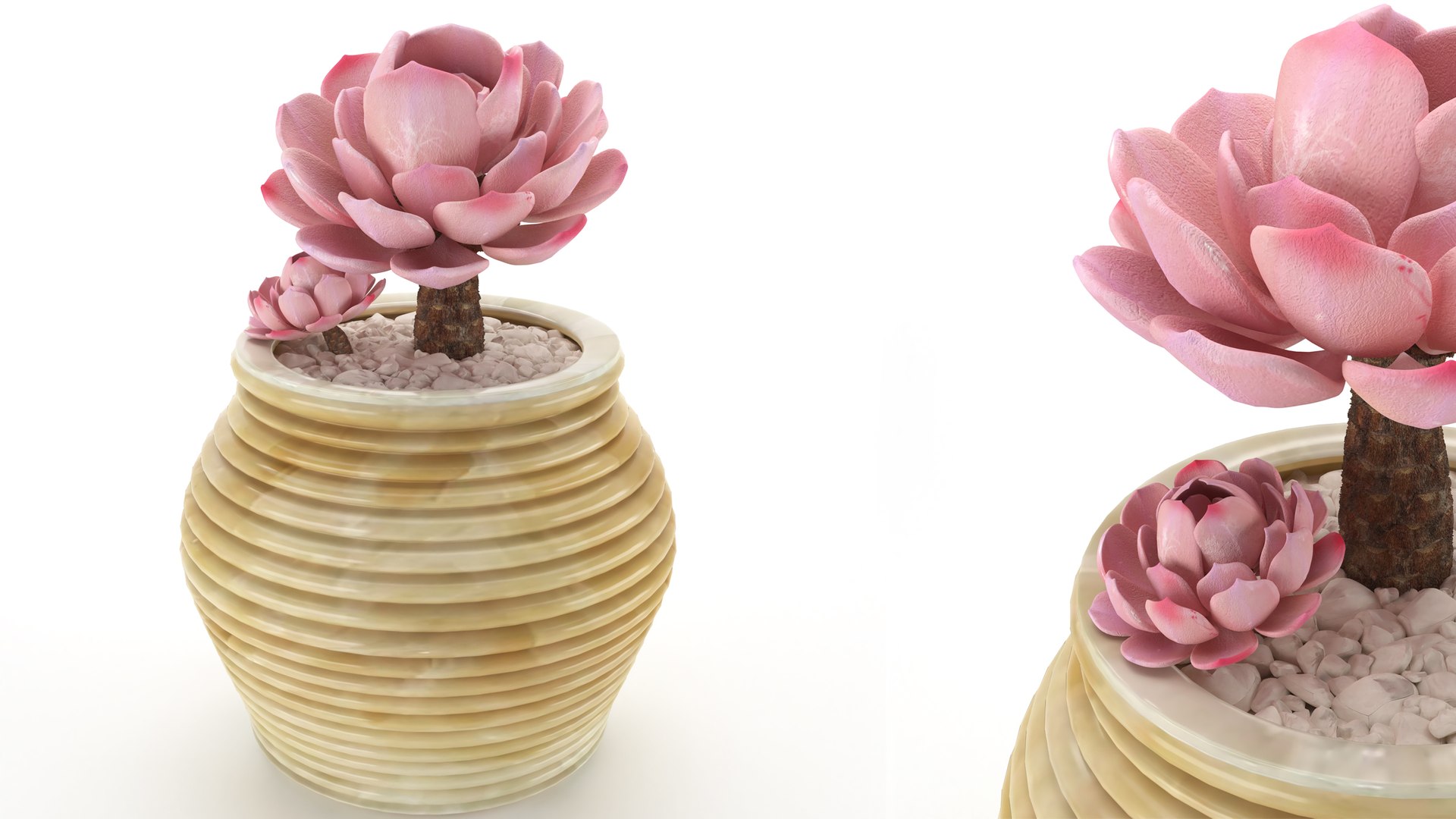 3D Sacculent Cactus - Indoor Plant Model - TurboSquid 2030437