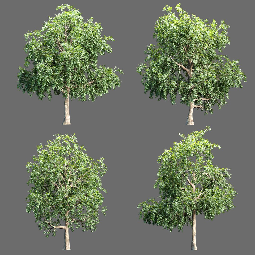 3D Trees Collection Vol 238 - TurboSquid 2141746