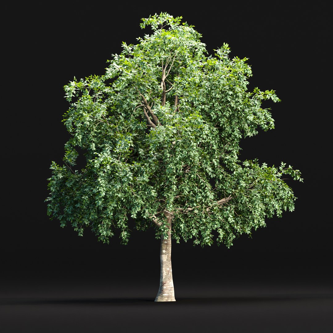 3D Trees Collection Vol 238 - TurboSquid 2141746