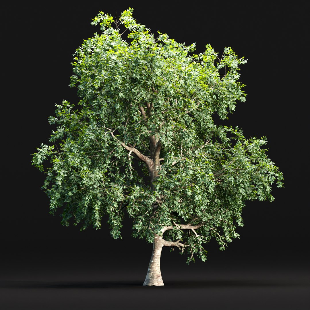 3D Trees Collection Vol 238 - TurboSquid 2141746