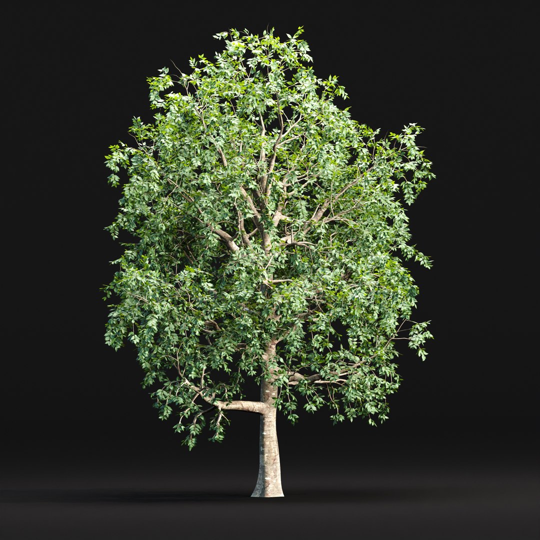 3D Trees Collection Vol 238 - TurboSquid 2141746