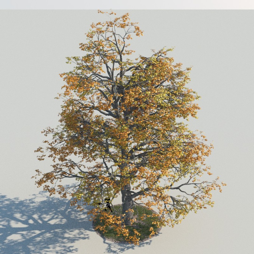 Obj Realistic Maple Tree Autumn