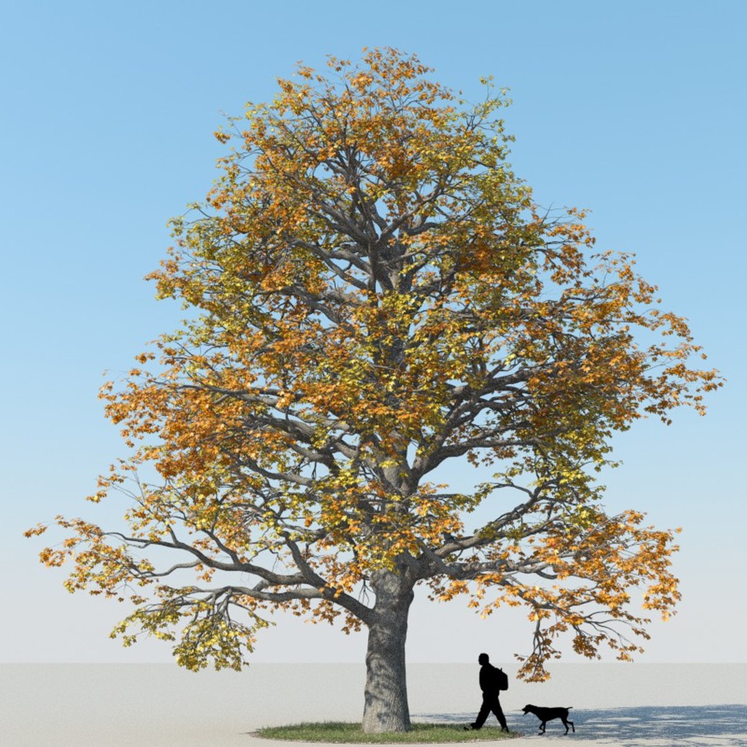 Obj Realistic Maple Tree Autumn