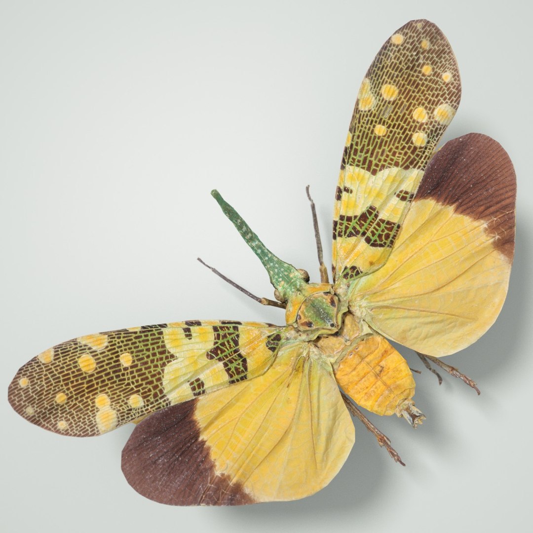 3D Cicadinae Pyrops Spinolae Cambodia Model - TurboSquid 1222671