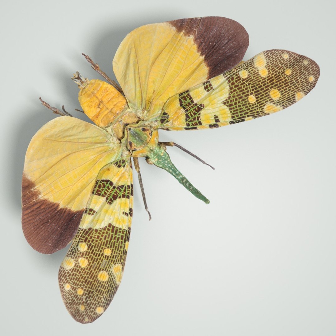3D Cicadinae Pyrops Spinolae Cambodia Model - TurboSquid 1222671