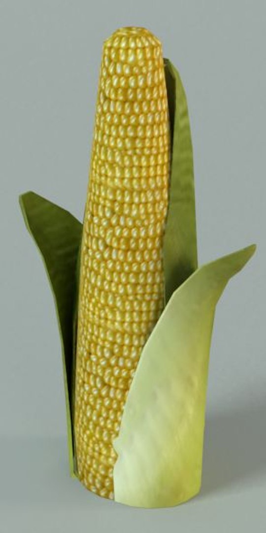3d Model Corn Cob