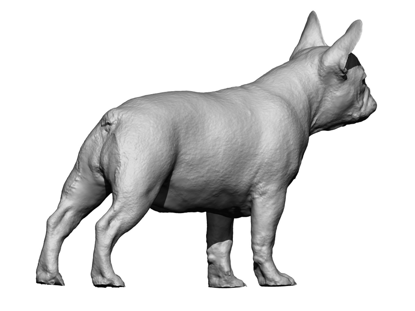 3D Dog Scanned Photogrammetry Model - TurboSquid 1349098