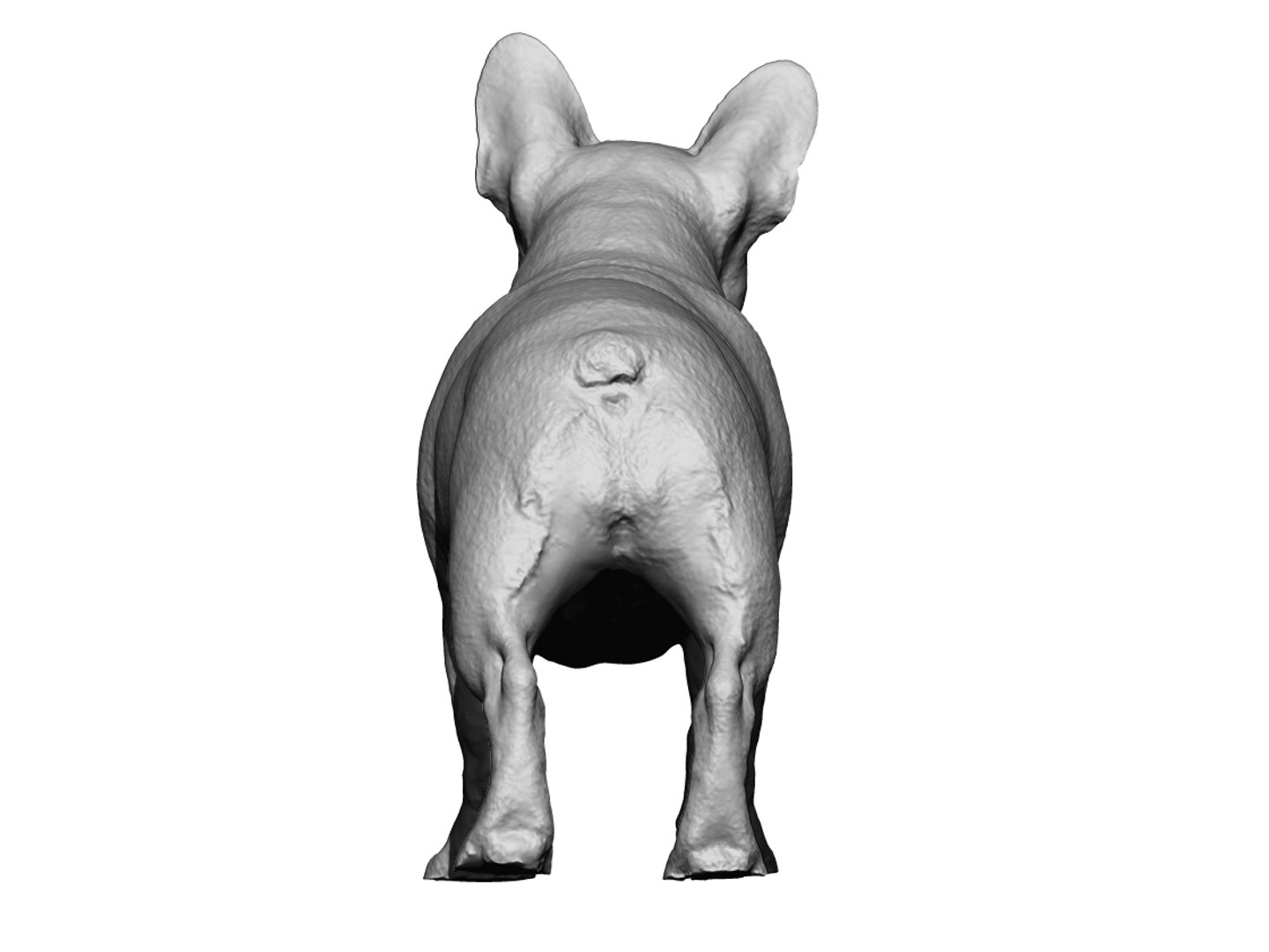 3D Dog Scanned Photogrammetry Model - TurboSquid 1349098